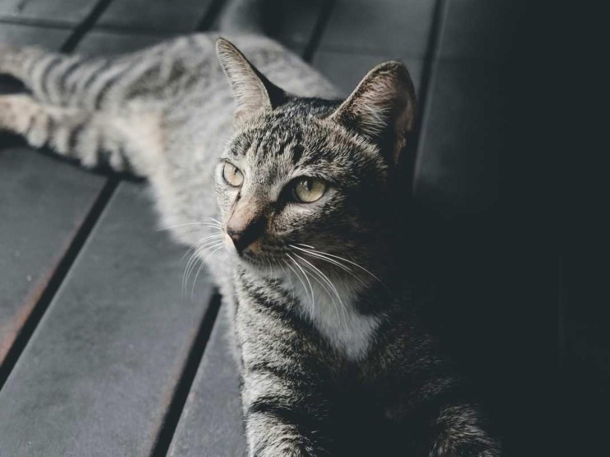 Veterinary Echocardiogram In York, ME | Village Veterinary Clinic